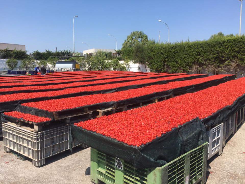 POMODORI SECCHI 02: UNA STORIA TUTTA PUGLIESE – Fabrizio Sansoni